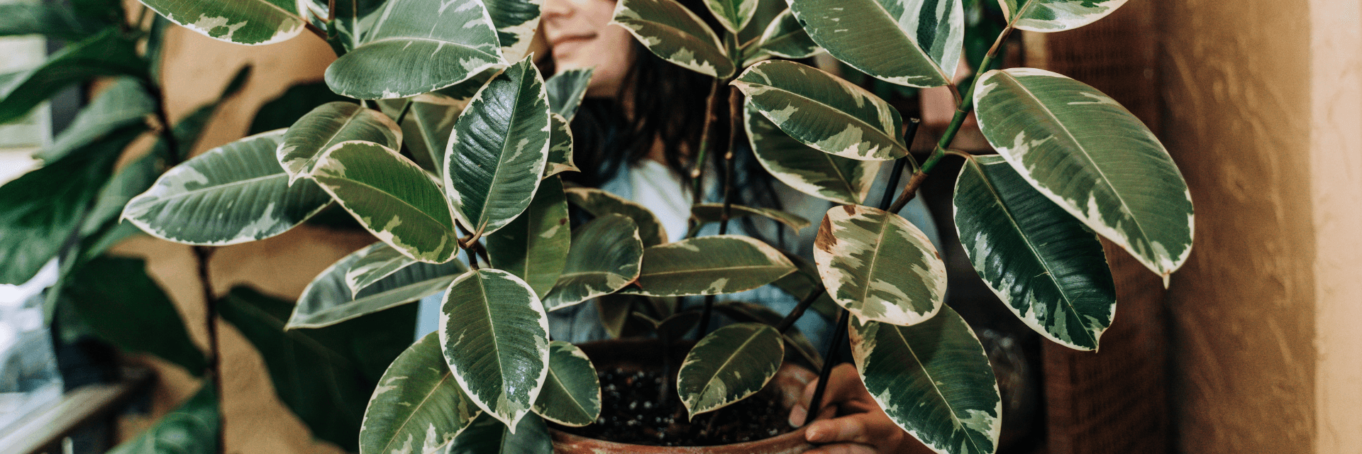 Most wanted Ficus varieties in 2026 | PLNTS.com