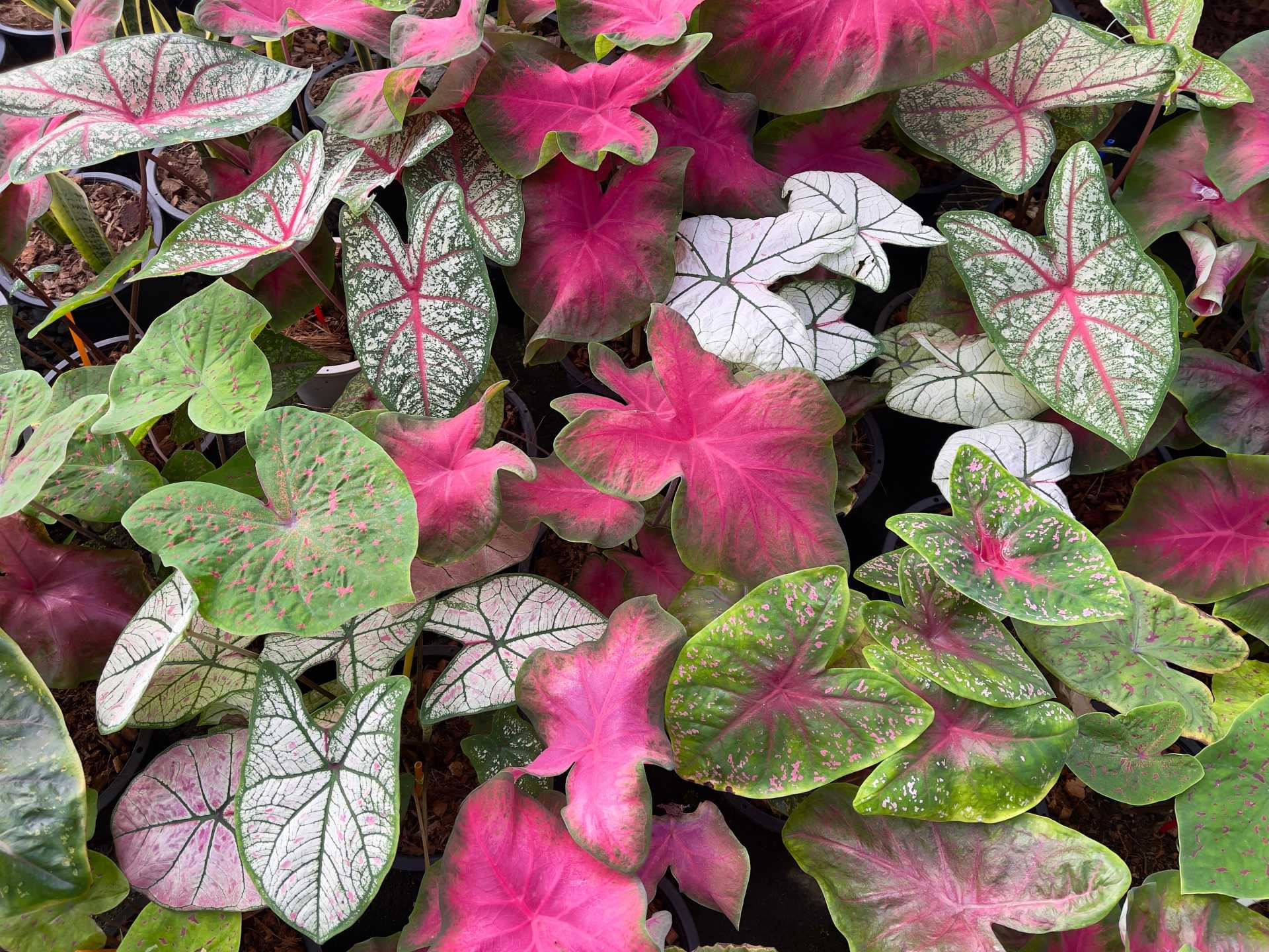 Caladium care: Grow your own tuber at home! | PLNTS.com