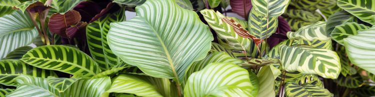 Calathea Care: Expert Tips for Beautiful Plants | PLNTS.com