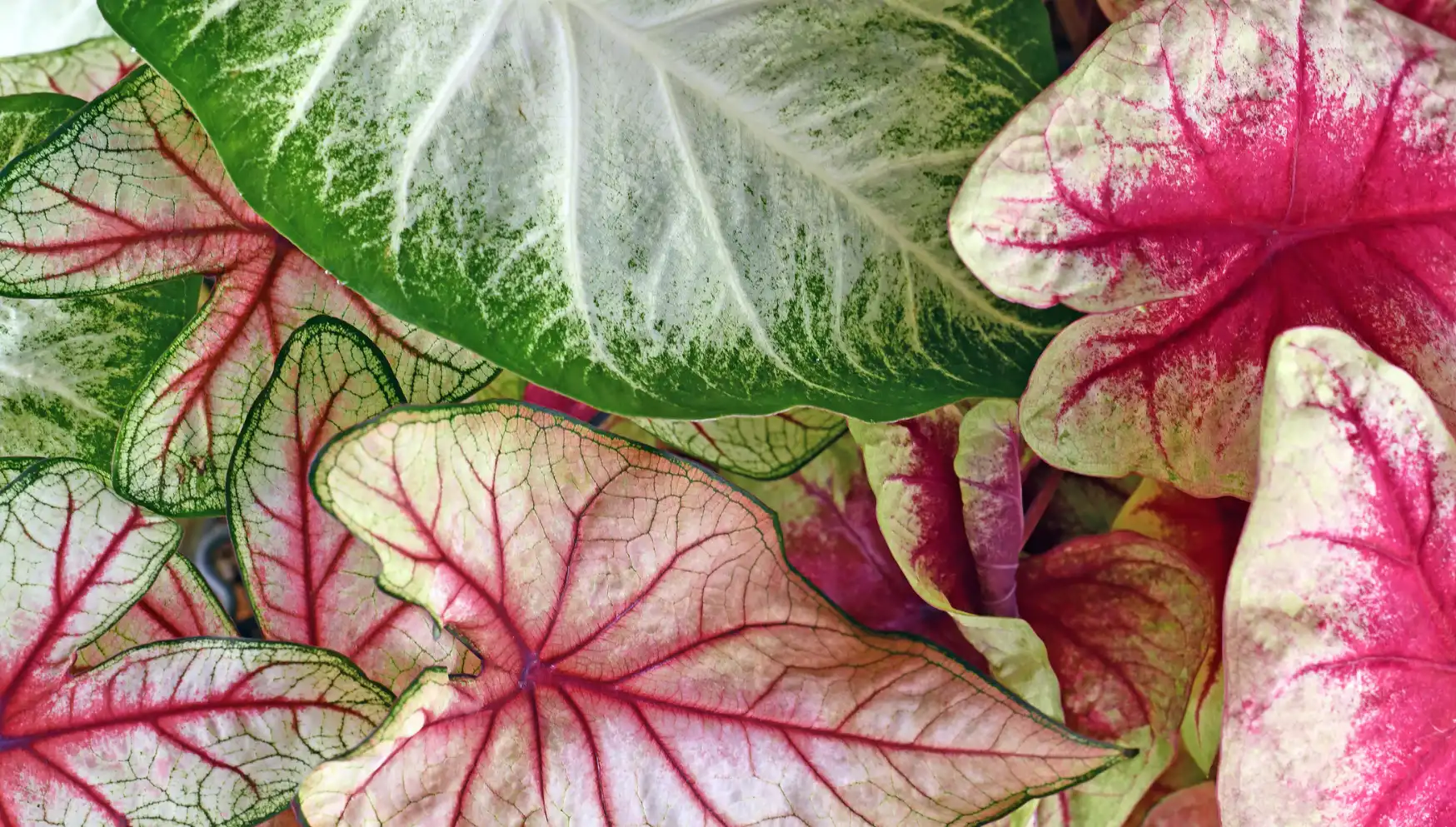 Las variedades de Caladium más bonitas 2026 | PLNTS.com