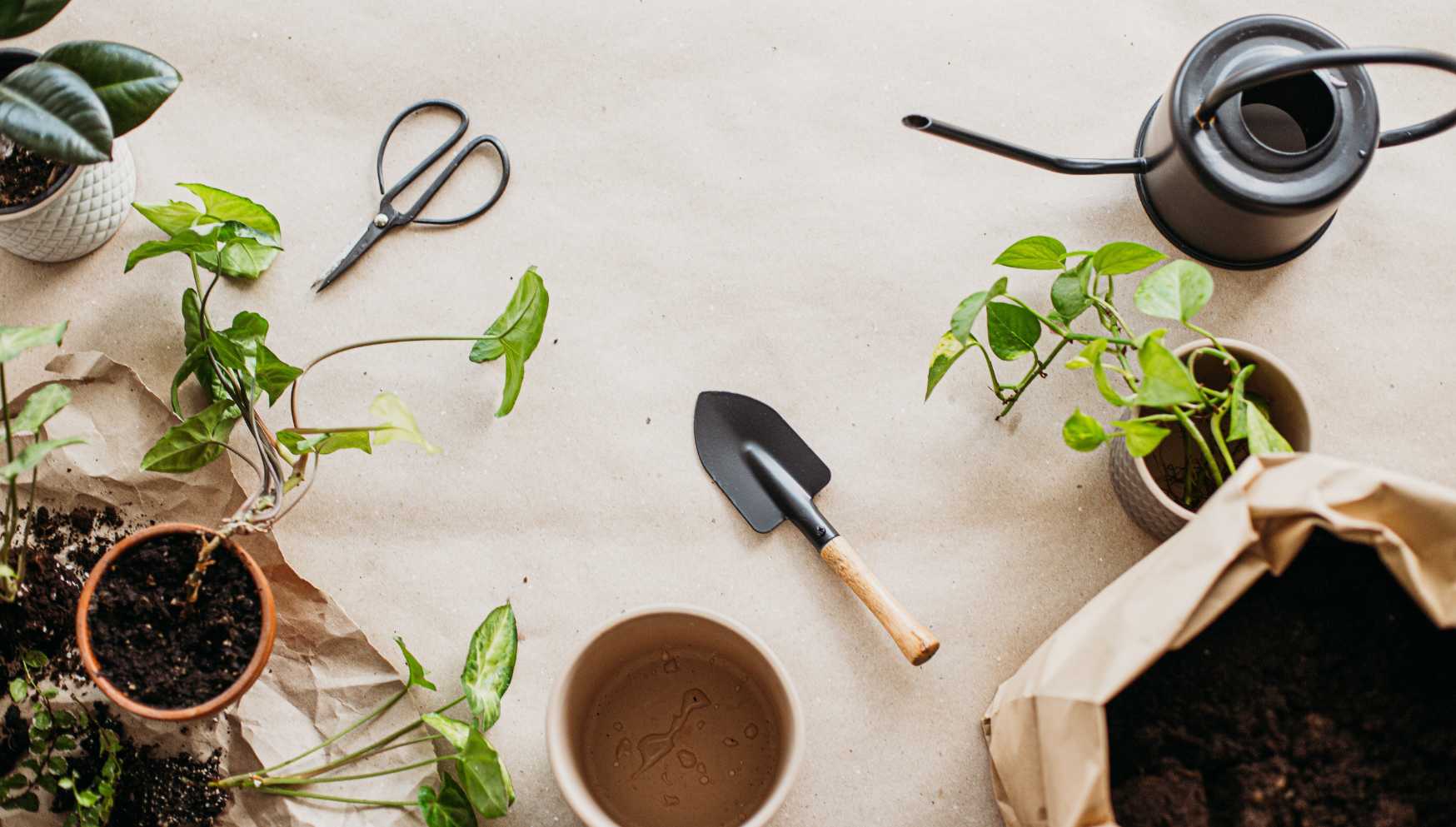 The perfect tools to use for making cuttings! | PLNTS.com